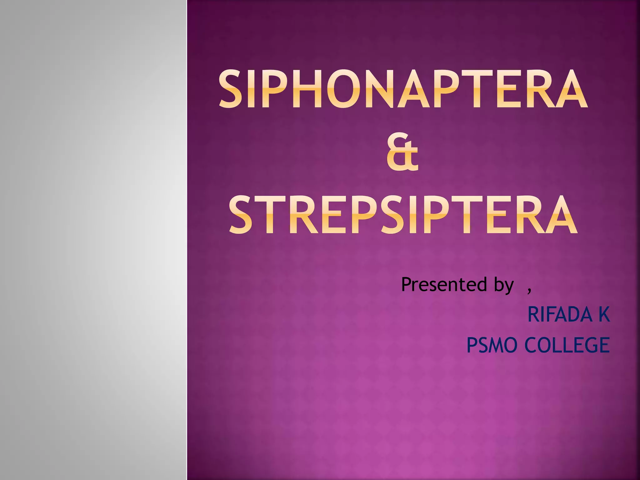Siphonaptera & strepsiptera | PPTX