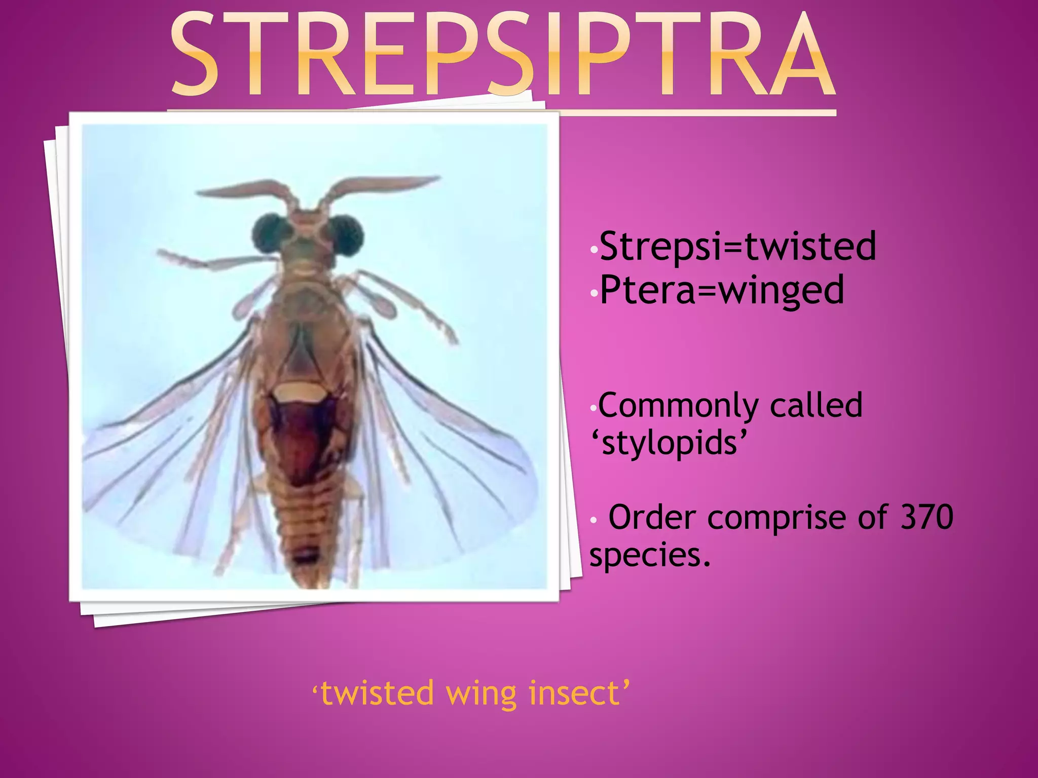 Siphonaptera & strepsiptera | PPTX