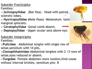 Siphonaptera & strepsiptera | PPTX