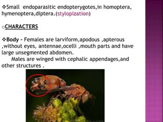 Siphonaptera & strepsiptera | PPTX