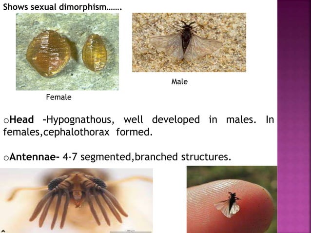 Siphonaptera & strepsiptera | PPTX