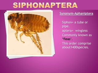 Siphonaptera & strepsiptera | PPTX