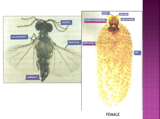 Siphonaptera & strepsiptera | PPTX