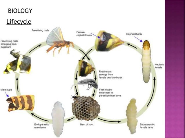 Siphonaptera & strepsiptera | PPTX
