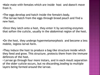 Siphonaptera & strepsiptera | PPTX