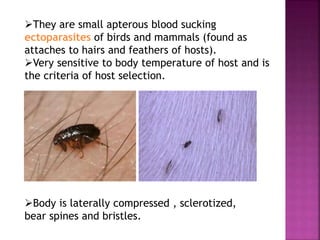 Siphonaptera & strepsiptera | PPTX