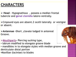 Siphonaptera & strepsiptera | PPTX