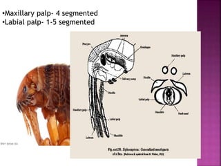 Siphonaptera & strepsiptera | PPTX
