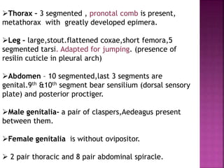 Siphonaptera & strepsiptera | PPTX