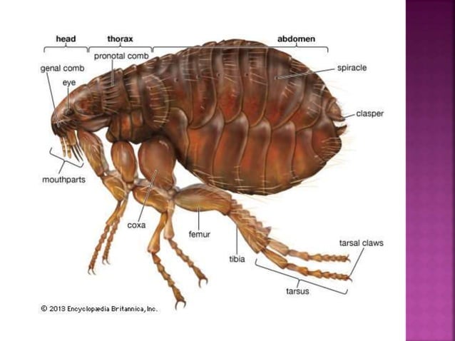 Siphonaptera & strepsiptera | PPTX