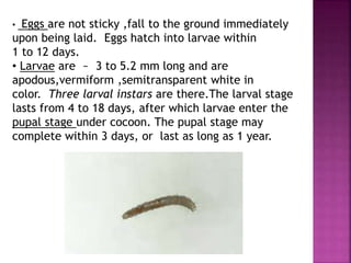 Siphonaptera & strepsiptera | PPTX