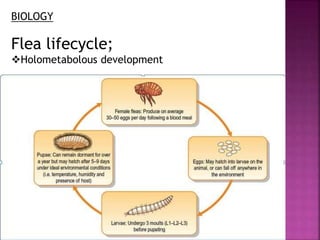 Siphonaptera Life Cycle
