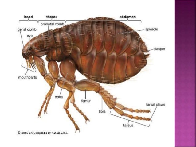 Siphonaptera & strepsiptera