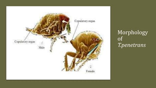 Order Siphonaptera | PPTX
