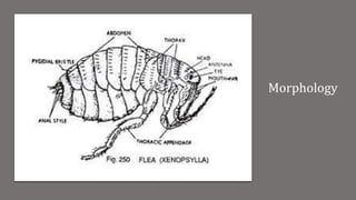 Order Siphonaptera | PPTX