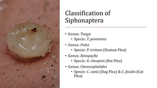 Order Siphonaptera | PPTX