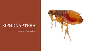 Siphonaptera