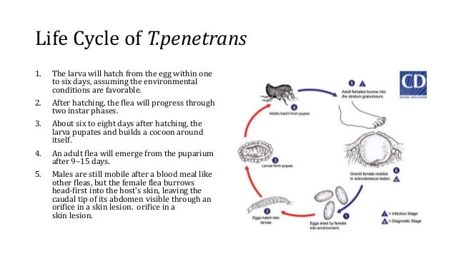 Siphonaptera Life Cycle Documenting The Microbiome Diversity And