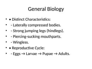 Order Siphonoptera (fleas) Presentation.pptx
