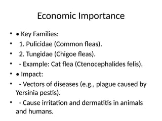 Order Siphonoptera (fleas) Presentation.pptx