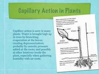Sub-Irrigated Planters (SIPs) | PPT