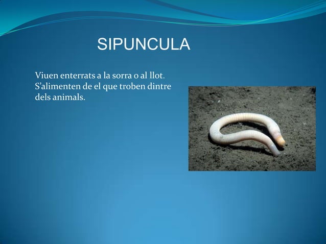 Sipuncula | PPTX