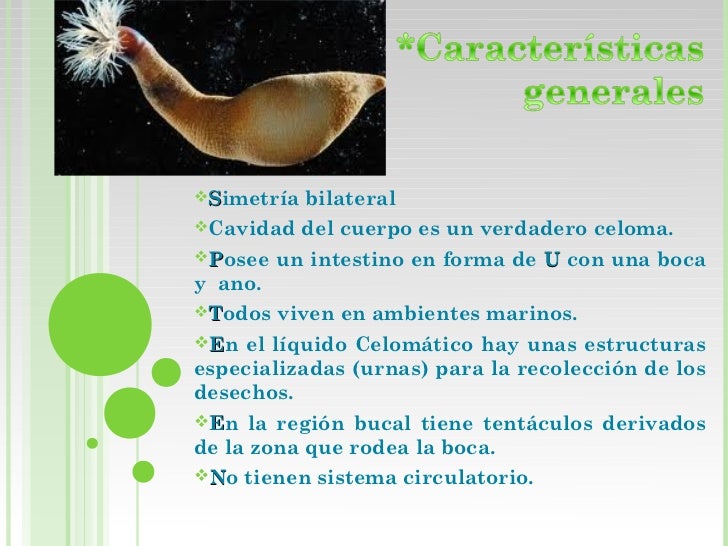 Sipunculida-CarlosCruz-UV