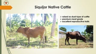 Promotion of Artificial Insemination as Breeding Tool for Cattle ...