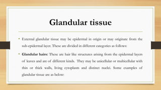 secretory tissue gbgbgbgbfv fdv fdvfvfvfv | PPTX