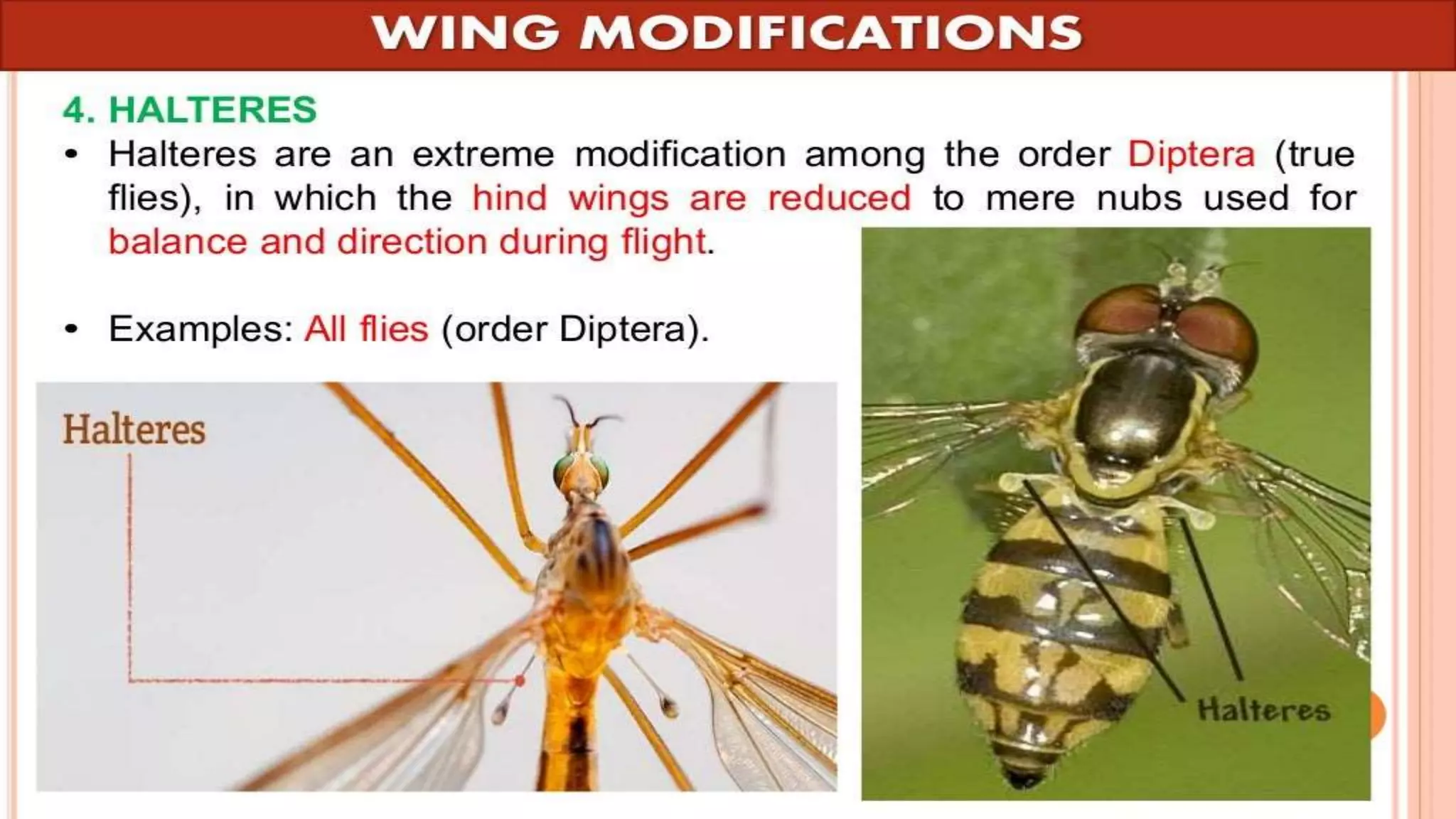 Insects wings and its modifications .pptx