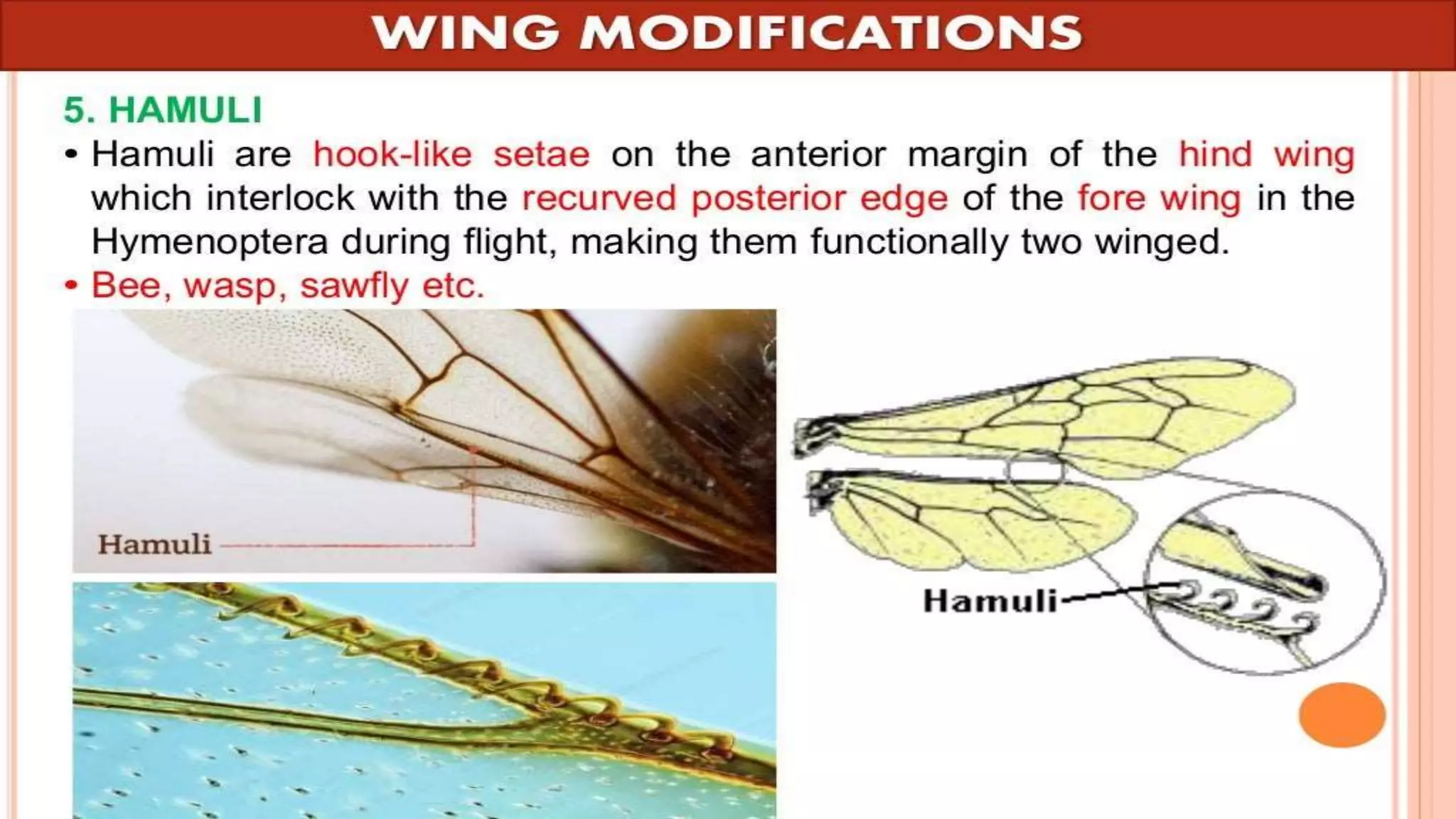 Insects wings and its modifications .pptx