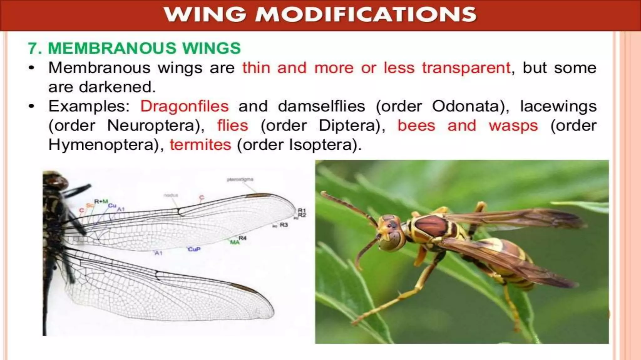 Insects wings and its modifications .pptx
