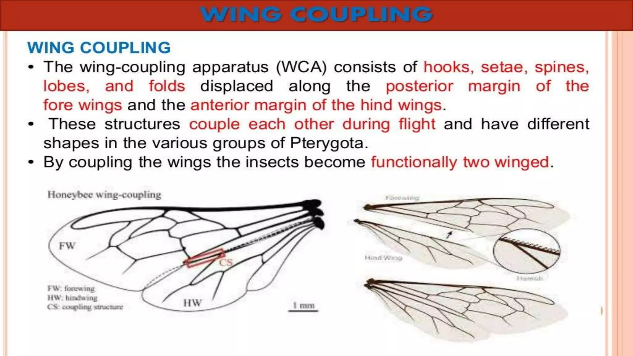 Insects wings and its modifications .pptx