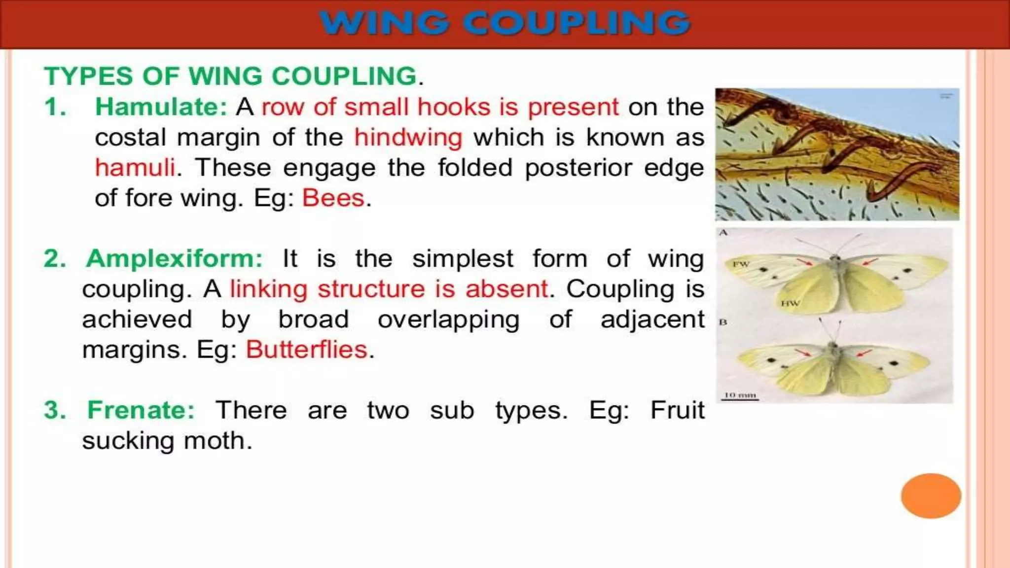 Insects wings and its modifications .pptx