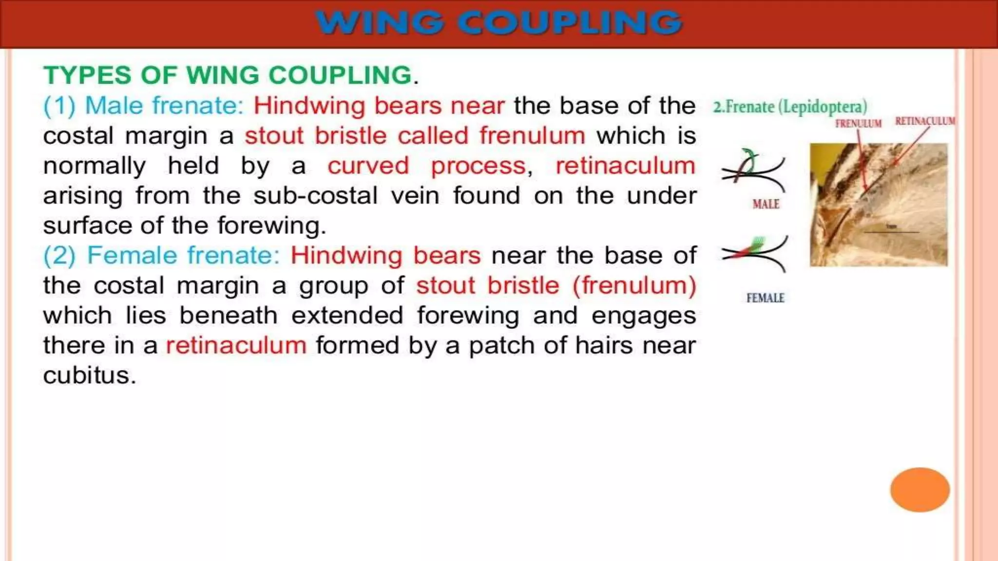 Insects wings and its modifications .pptx