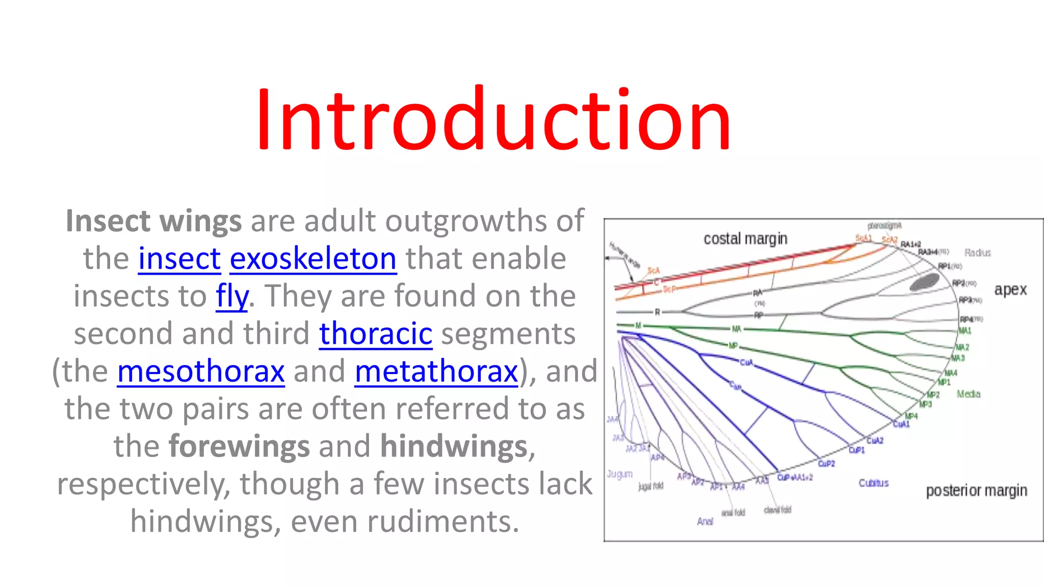 Insects wings and its modifications .pptx