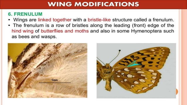 Insects wings and its modifications .pptx