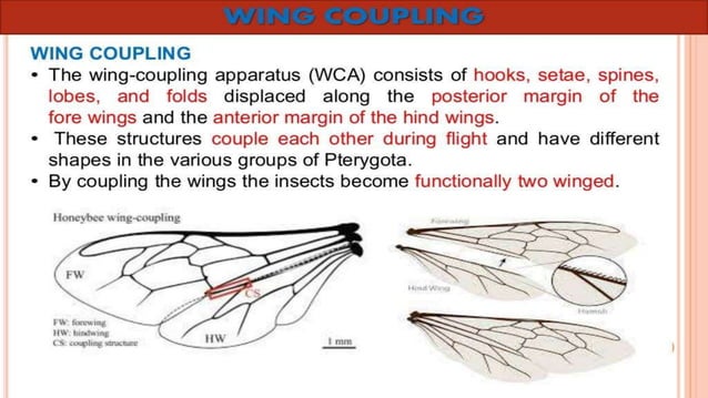 Insects wings and its modifications .pptx
