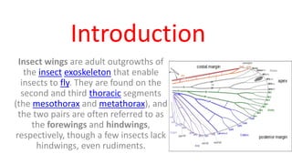 Insects wings and its modifications .pptx