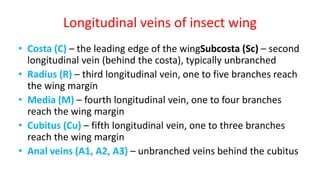 Insects wings and its modifications .pptx