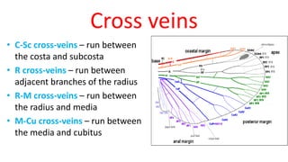 Insects wings and its modifications .pptx