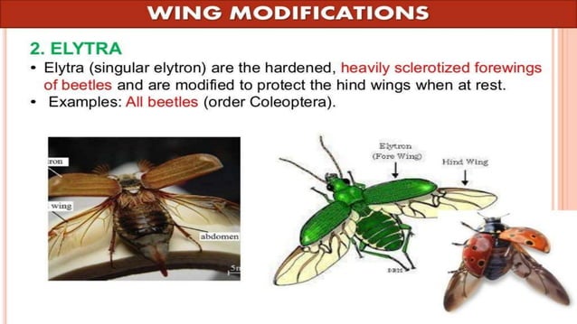 Insects wings and its modifications .pptx