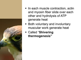 Thermoregulation in vertebrates | PPTX
