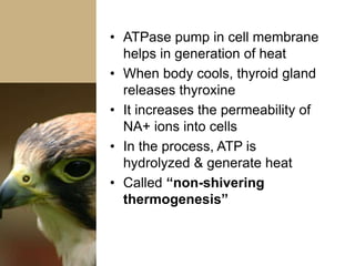 Thermoregulation in vertebrates | PPTX