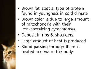 Thermoregulation in vertebrates | PPTX