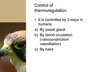 Thermoregulation in vertebrates | PPTX