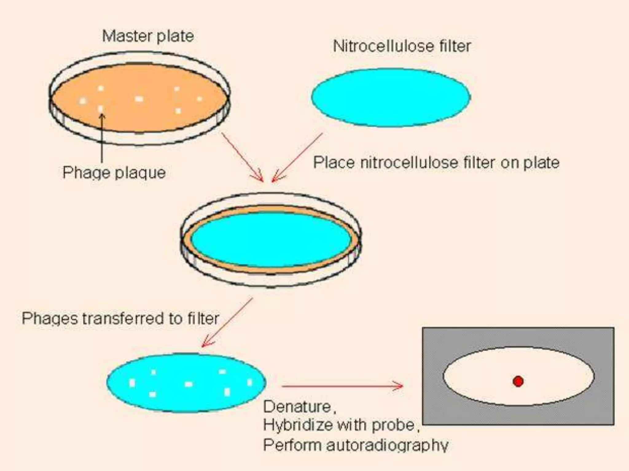 Characteristics of transgenic Fish | PPTX
