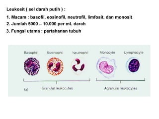 Sikulasi darah pada manusia dan penjelasannya | PPT