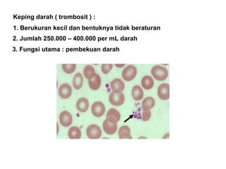 Sikulasi darah pada manusia dan penjelasannya | PPT