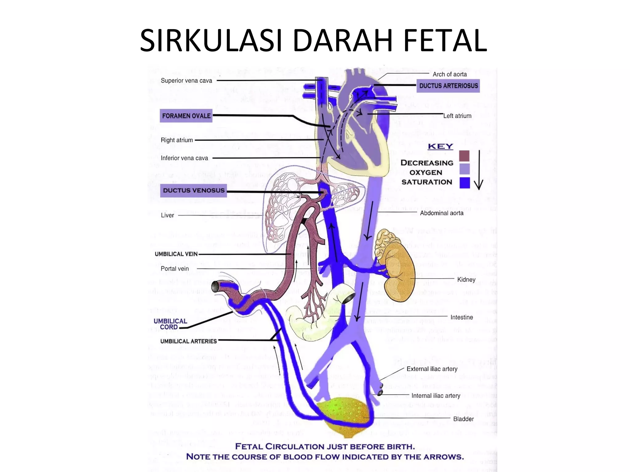 Sirkulasi darah fetal | PPT